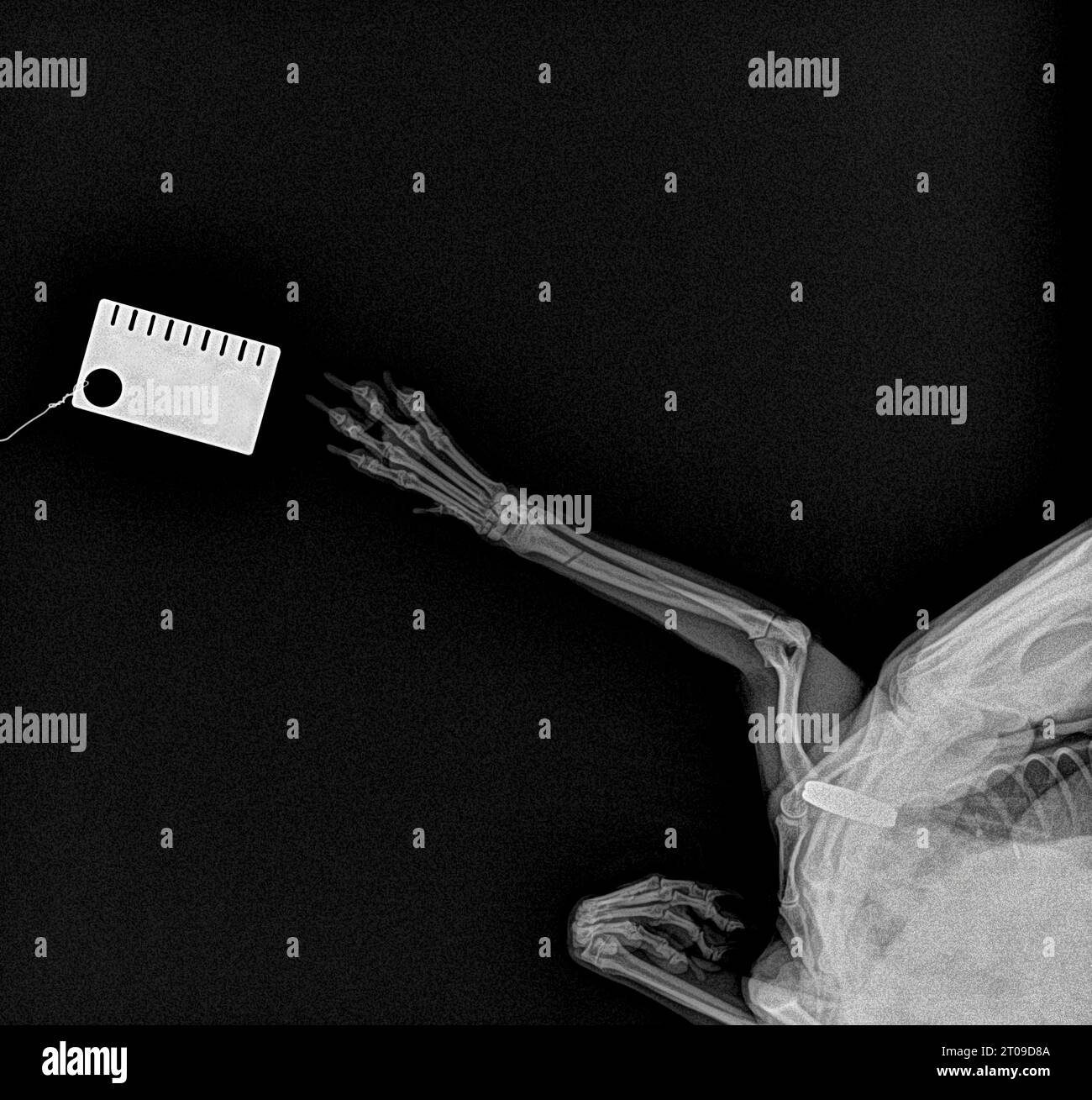 X-ray of a fractured front paw in a Pomeranian. Radiography Stock Photo ...