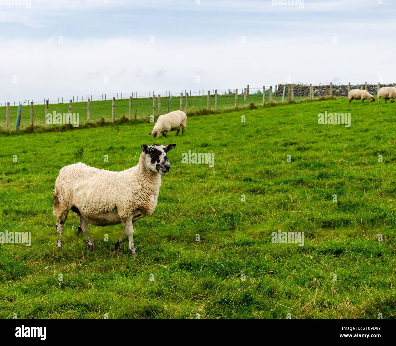 A sheep with black and white face grazing in a green field looking ...