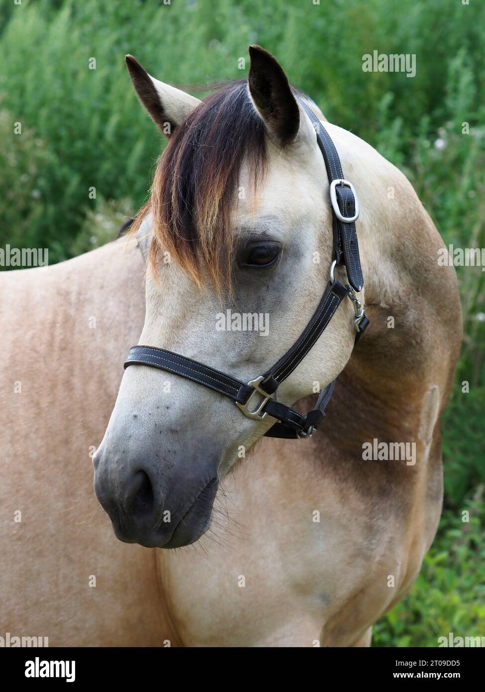 A headshot of a pretty dun horse in a paddock Stock Photo - Alamy