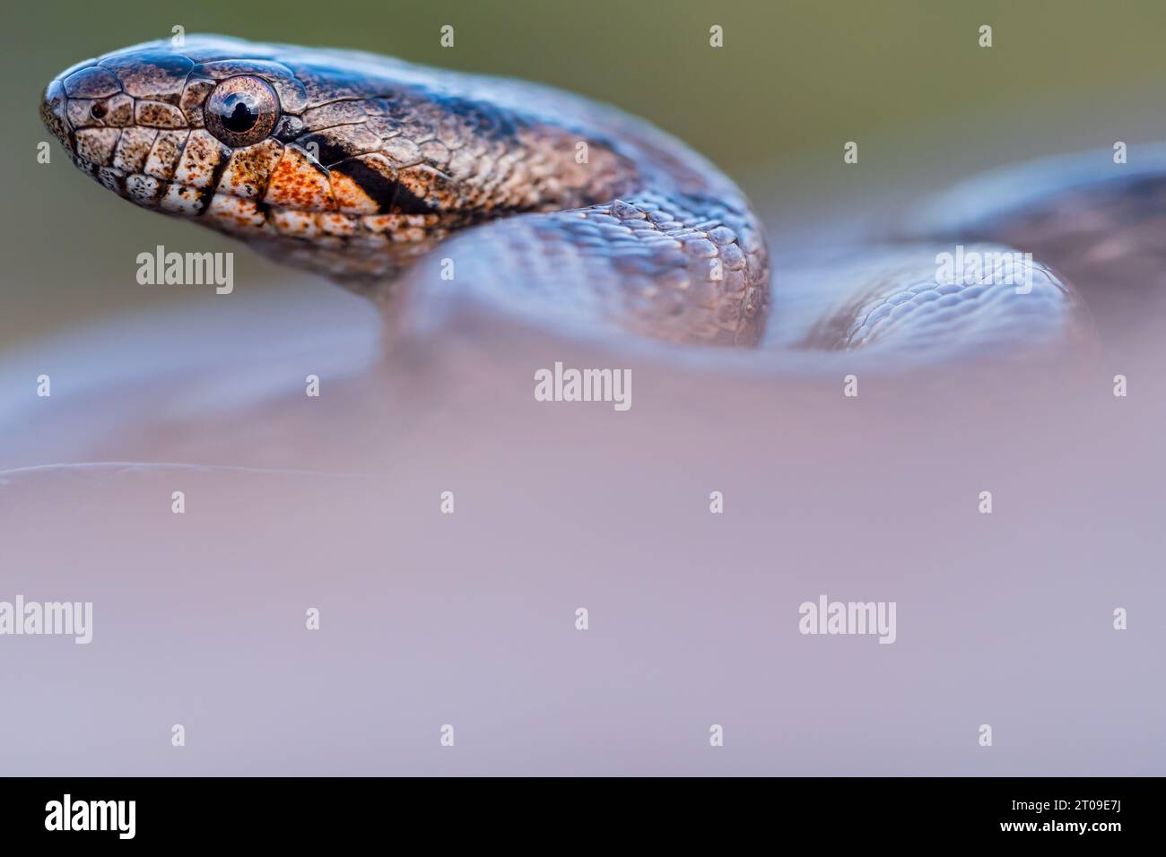 High angle of coronella austriaca snake with dark spots and shining ...