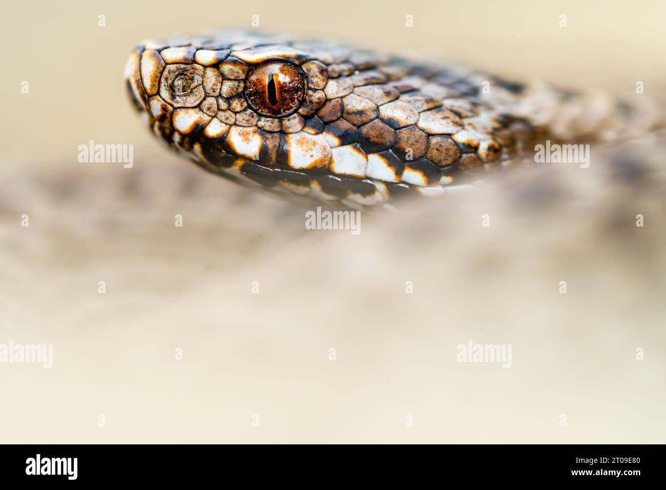High angle of coronella austriaca snake with dark spots and shining ...