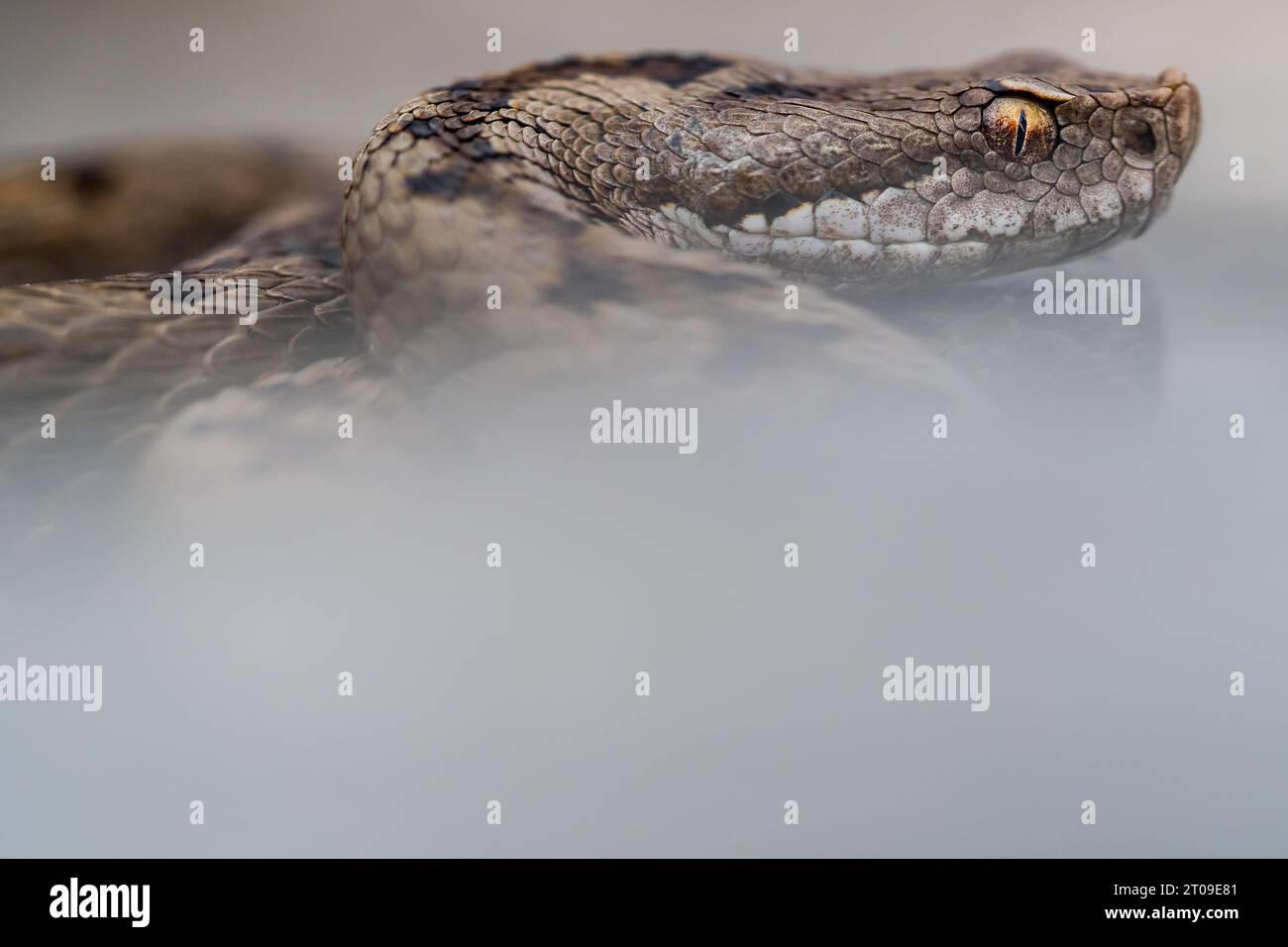 Coronella austriaca snake with dark spots and shining body curled round ...