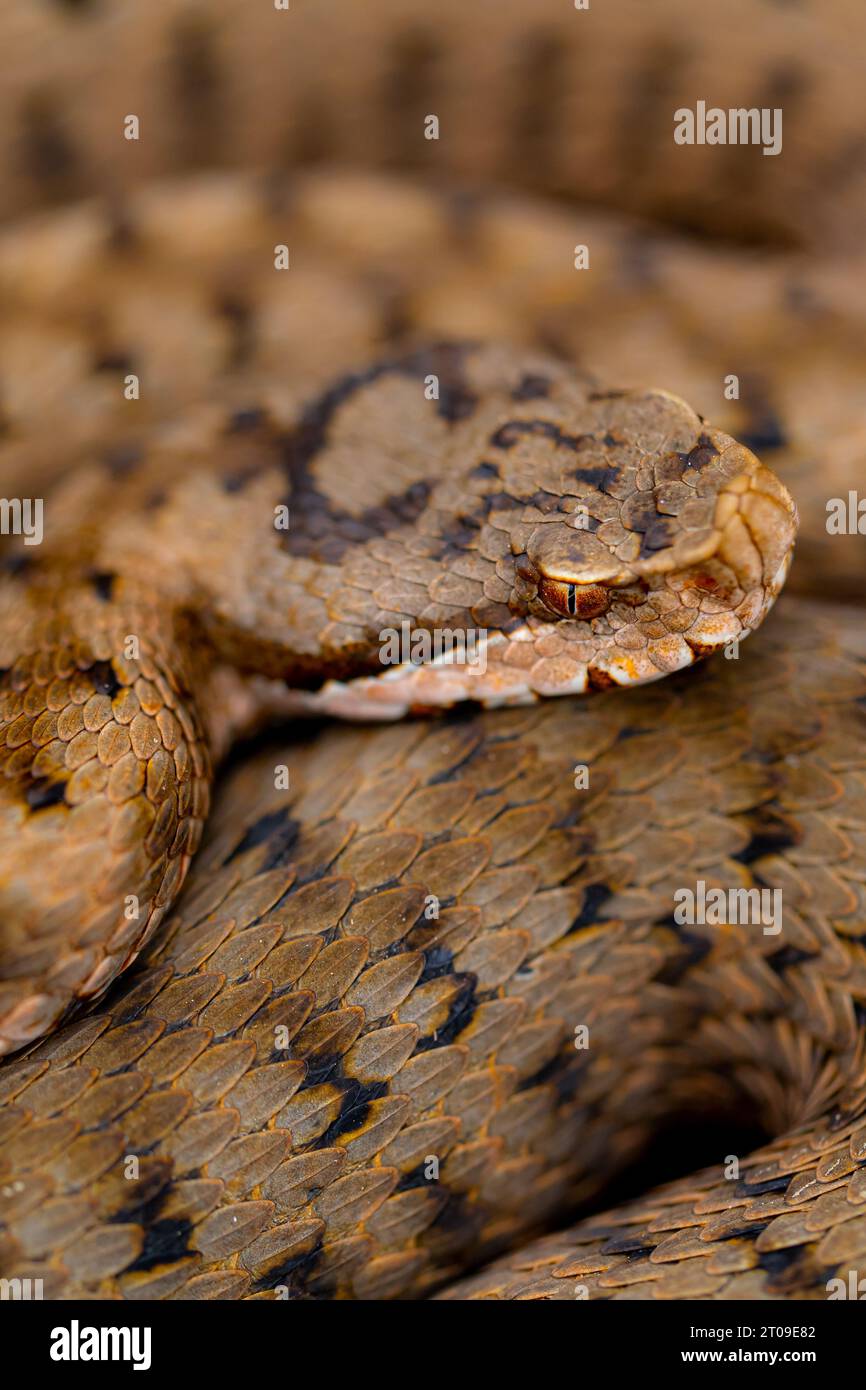 High angle of coronella austriaca snake with dark spots and shining ...