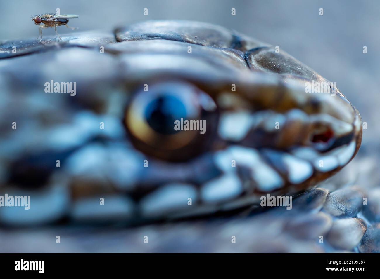 Closeup coronella austriaca snake with dark spots and shining body ...