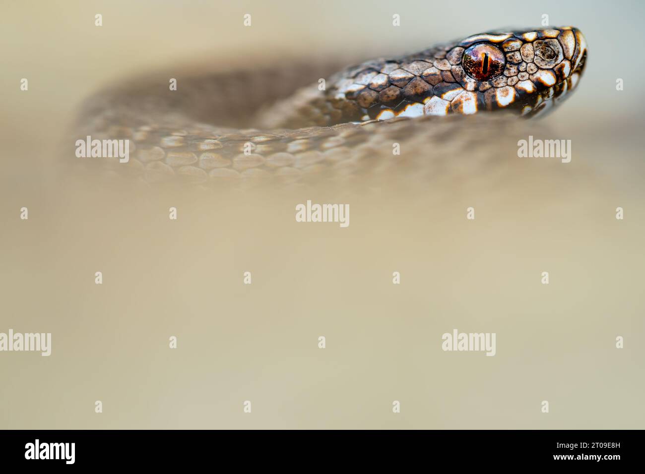 High angle of coronella austriaca snake with dark spots and shining ...