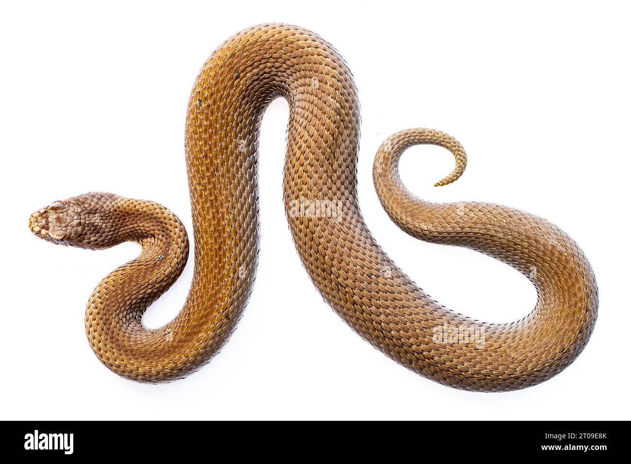 Top view closeup of big Vipera seoanei snake crawling on white ...