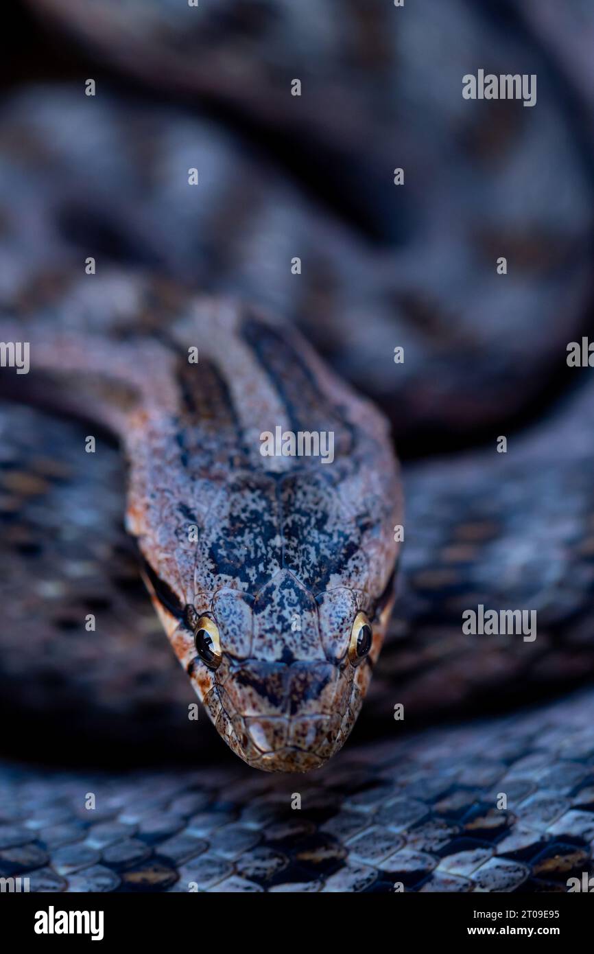High angle of blue coronella austriaca snake with dark spots and ...