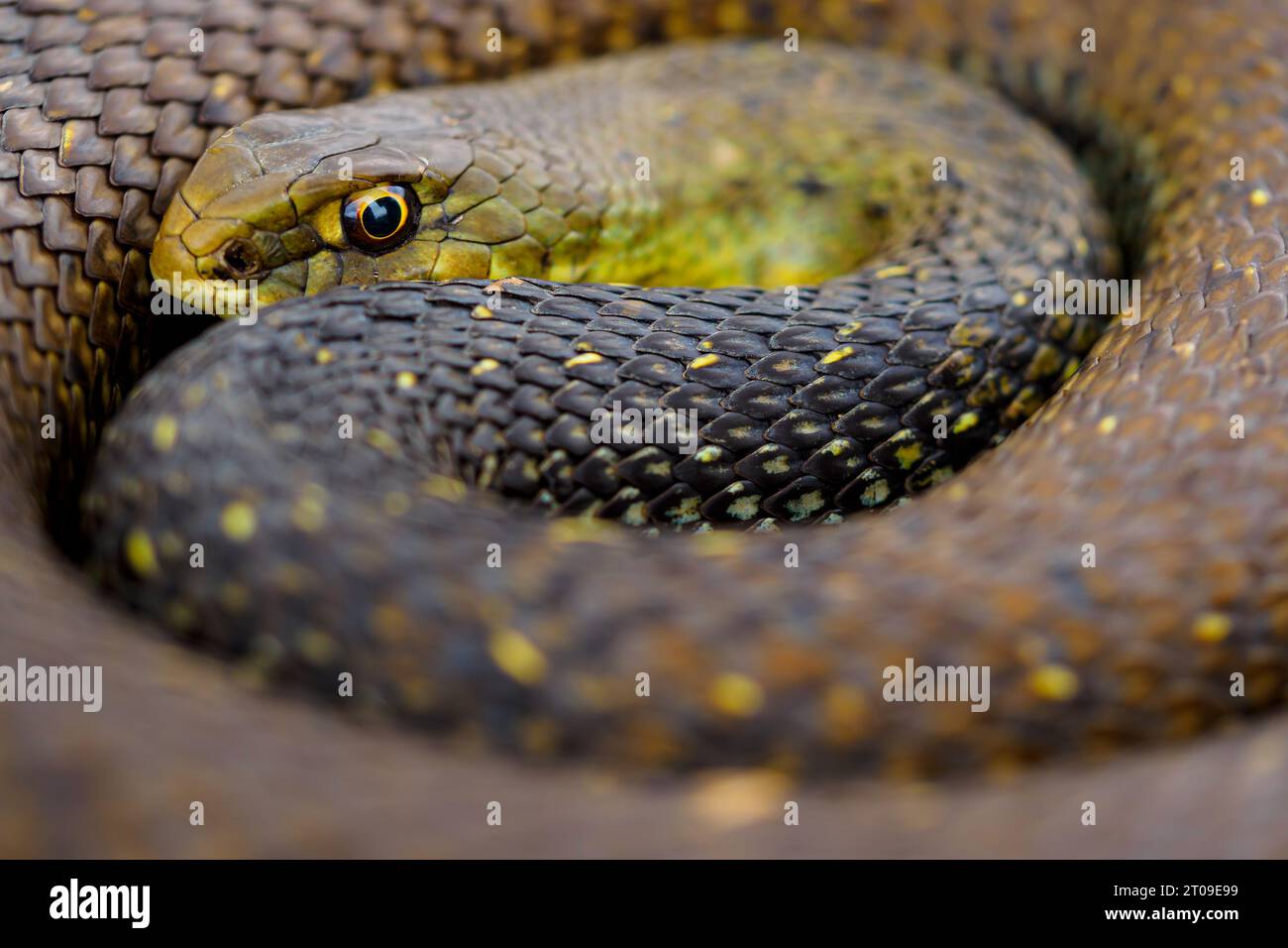High angle closeup of dark green scaly Malpolon monspesunalus snake ...