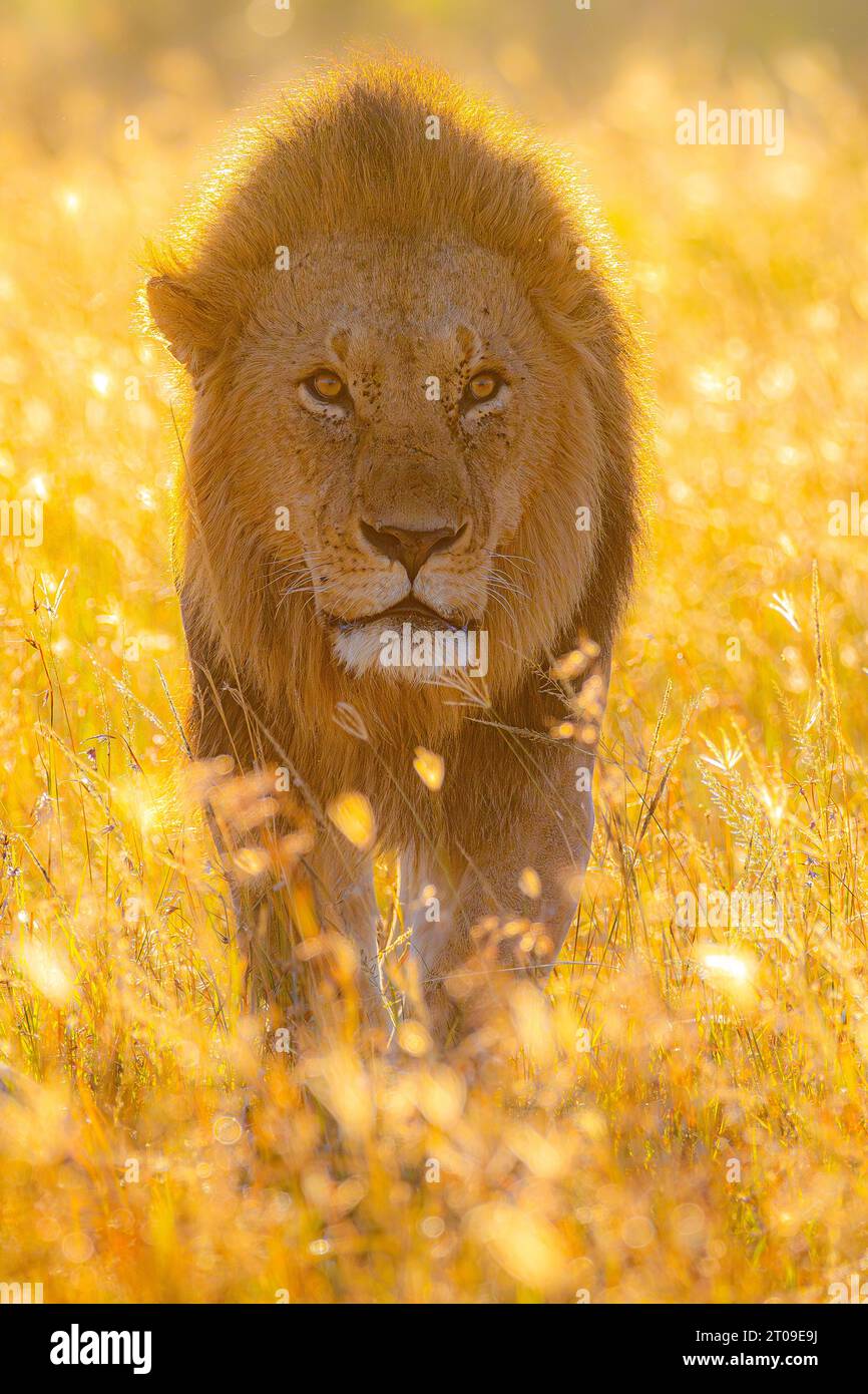 Full body of magnificent wild lion on dry ground savannah looking at ...