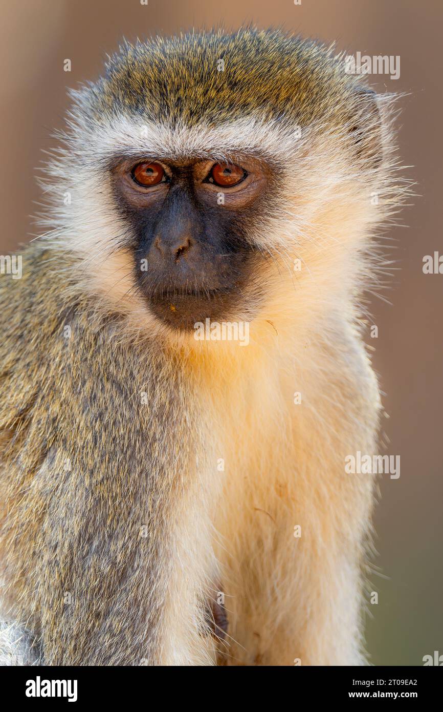 Cute vervet monkey with fluffy fur looking calmly away against blurred ...