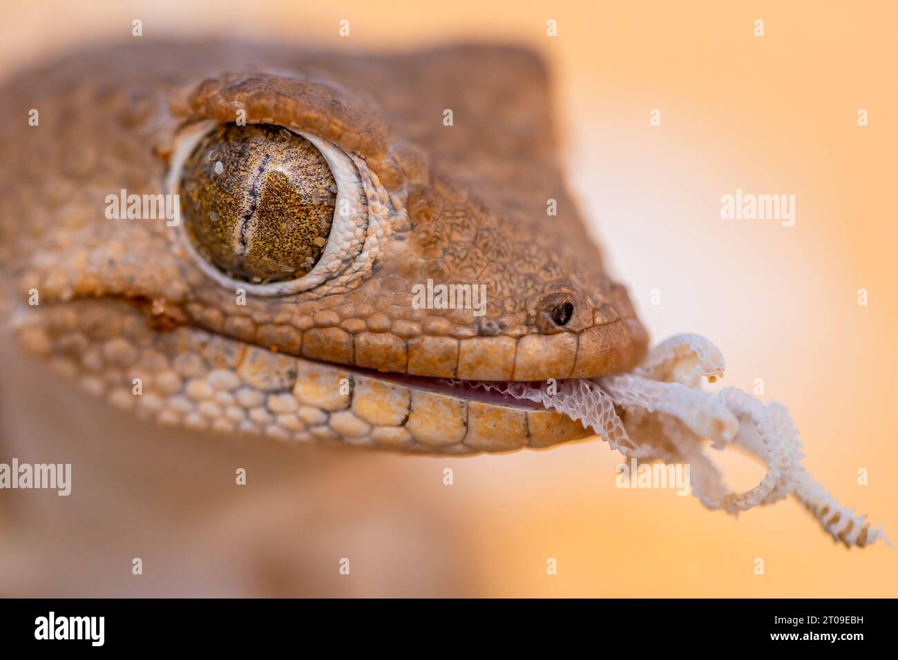 Closeup side view of brown hull gecko sitting in natural environment ...