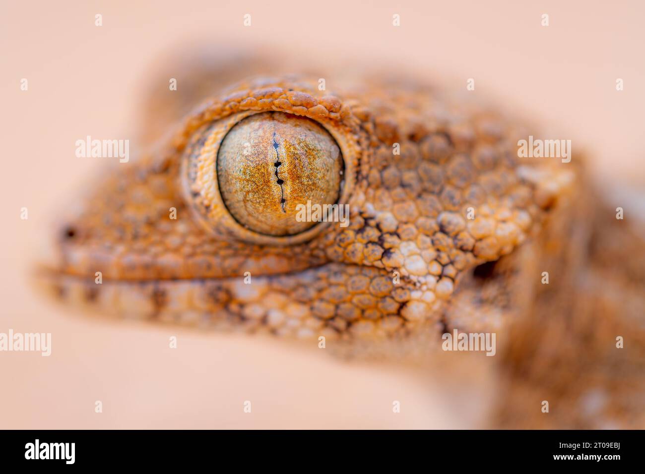 Tropical house gecko habitat hi-res stock photography and images - Alamy