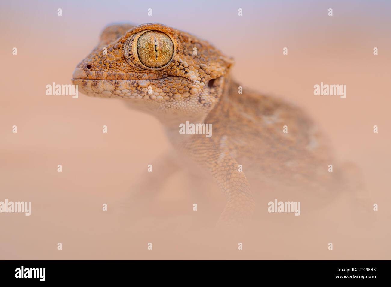 Closeup side view of brown hull gecko sitting in natural environment ...