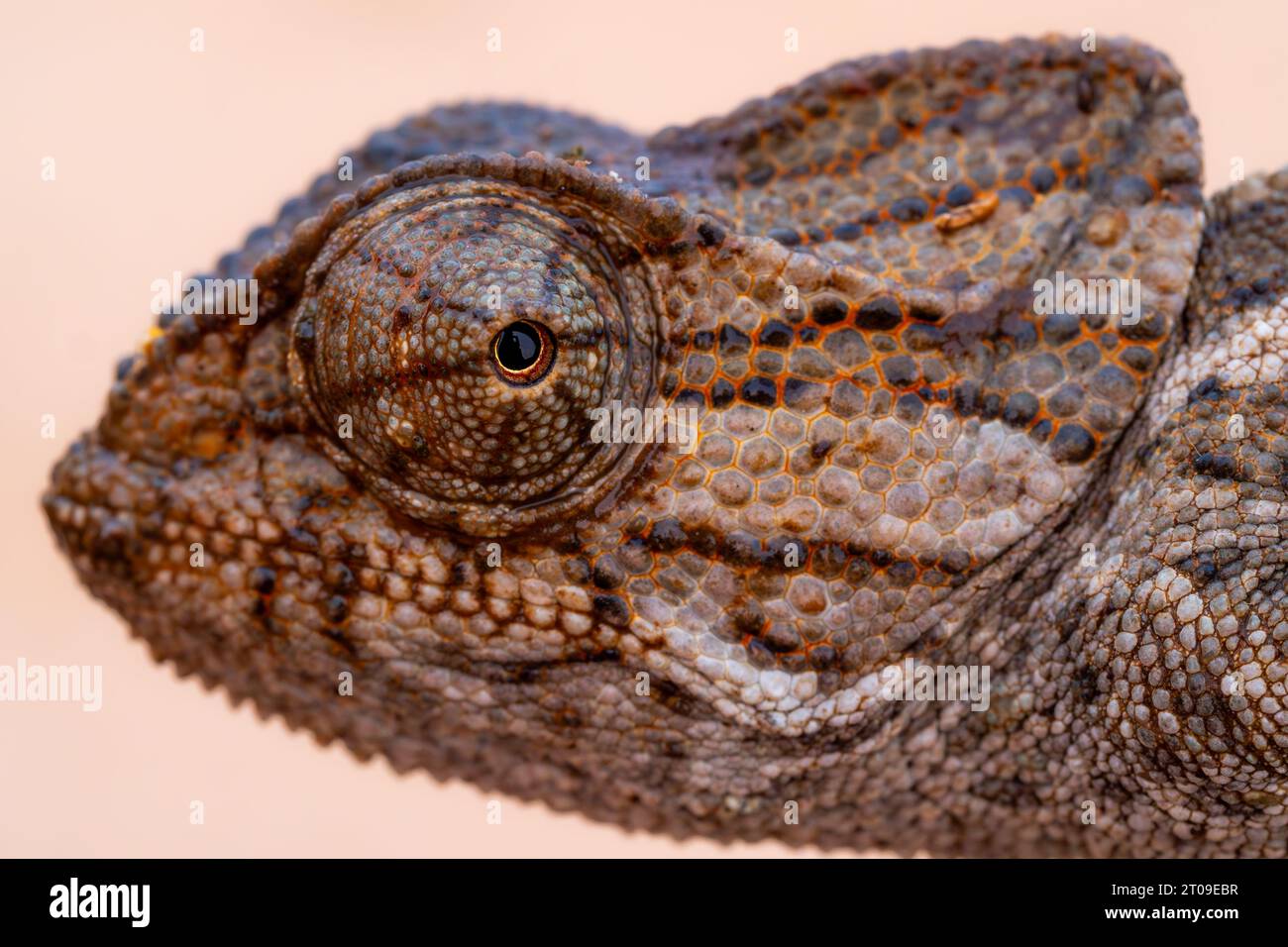 Side view closeup of amazing hull gecko sitting on twig on black ...