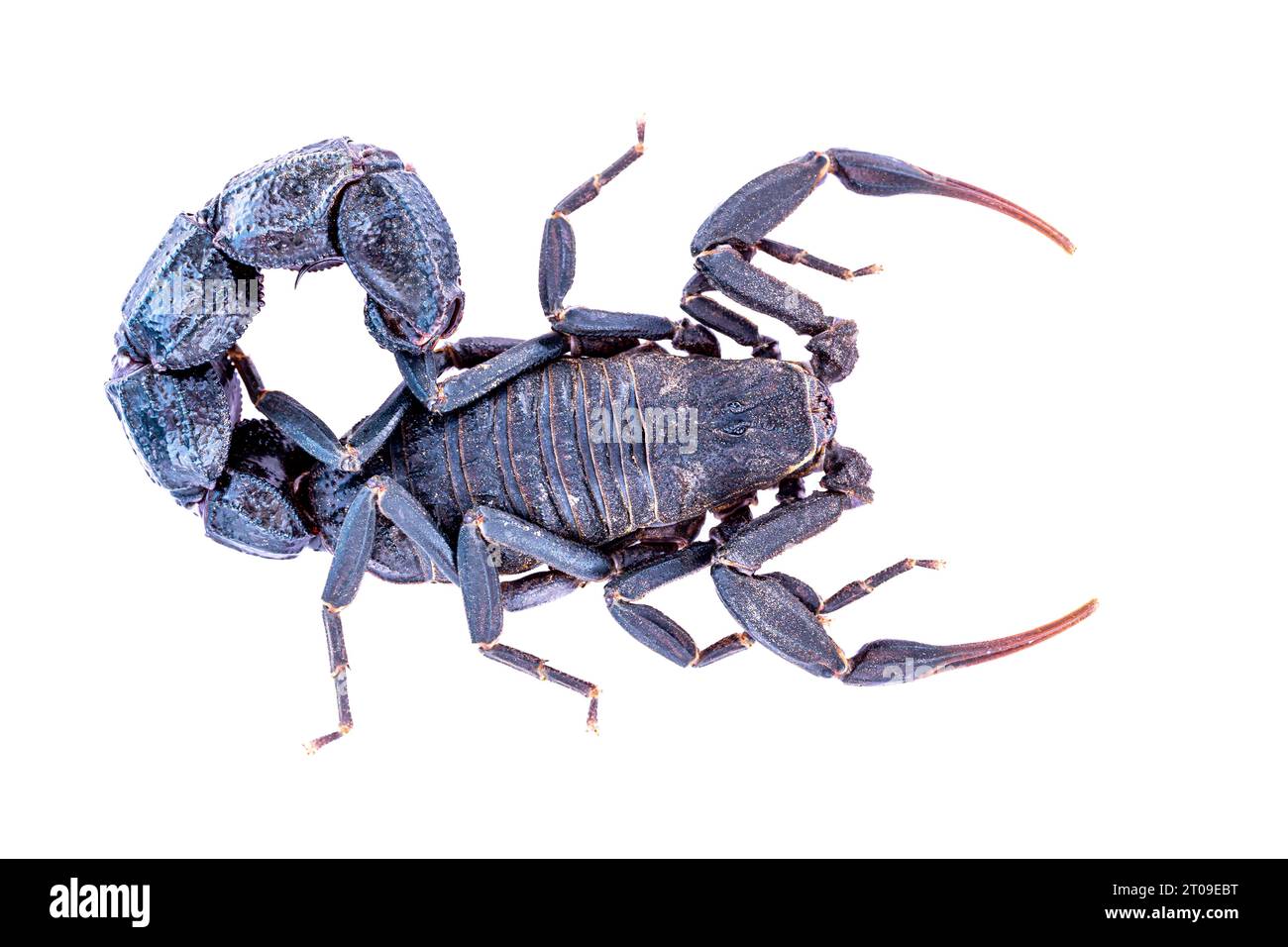 Closeup of bright scorpion glowing sitting on white background Stock ...