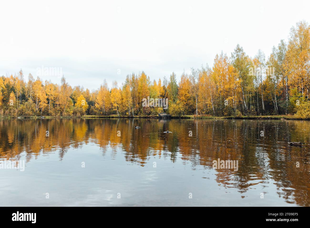 lake in autumn forest trees nature travel walking hiking Stock Photo ...