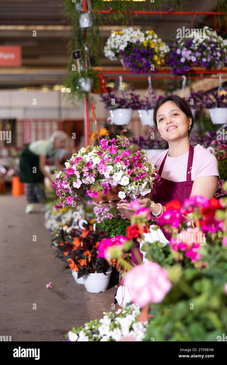 Female gardener arranging potted Petunia flowers for market and wearing ...