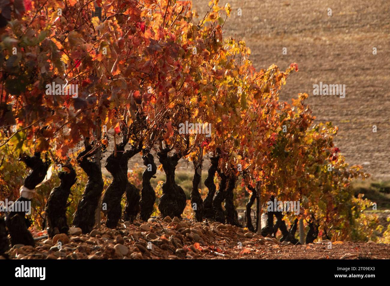 Grape bushes grow in row hi-res stock photography and images - Alamy