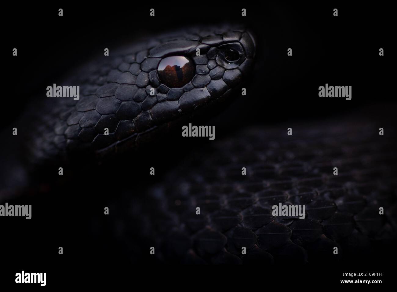 Iberian viper with high detailed head in black skin with curved body ...