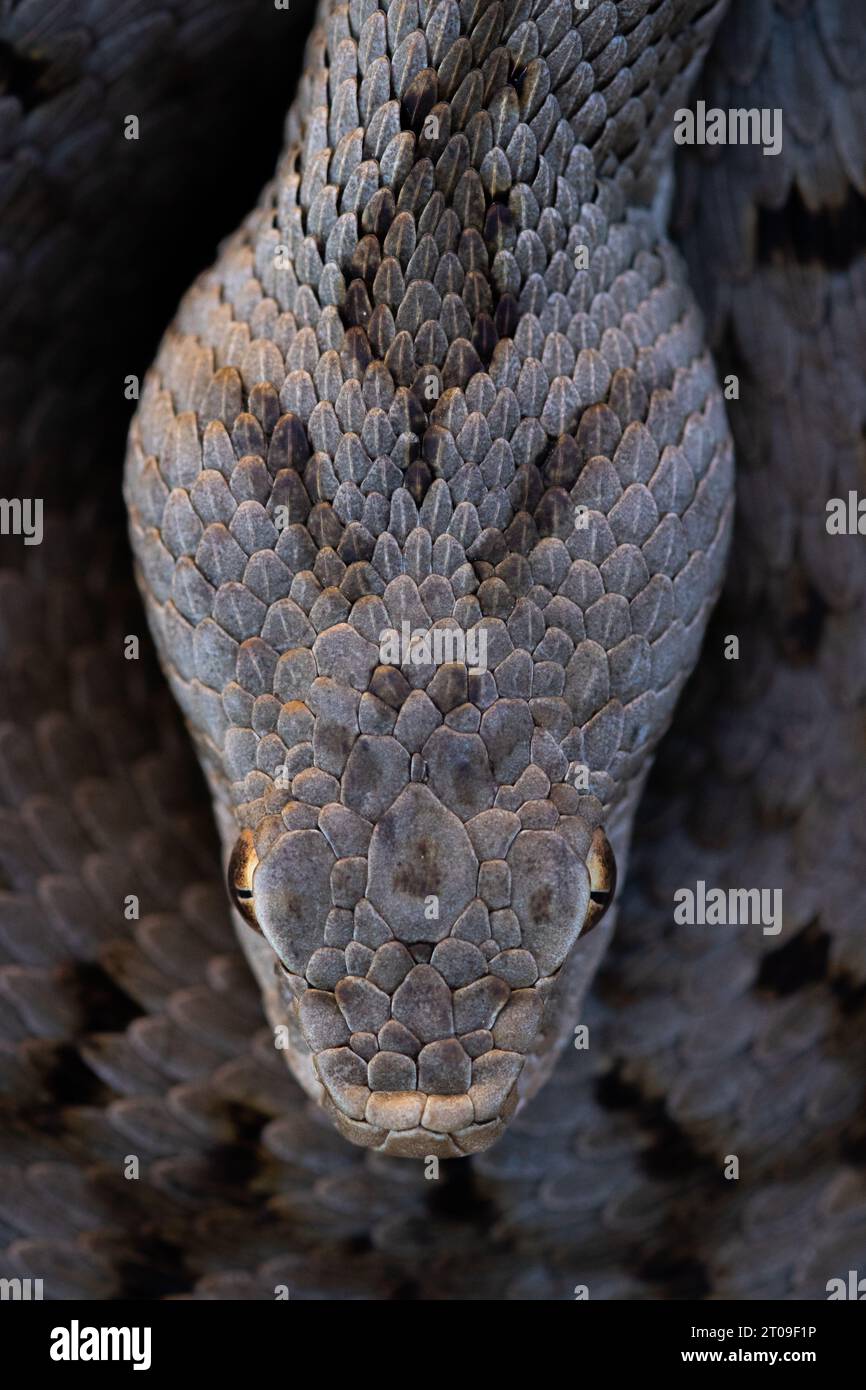 From above closeup of Iberian viper with grayish brown skin with dark ...