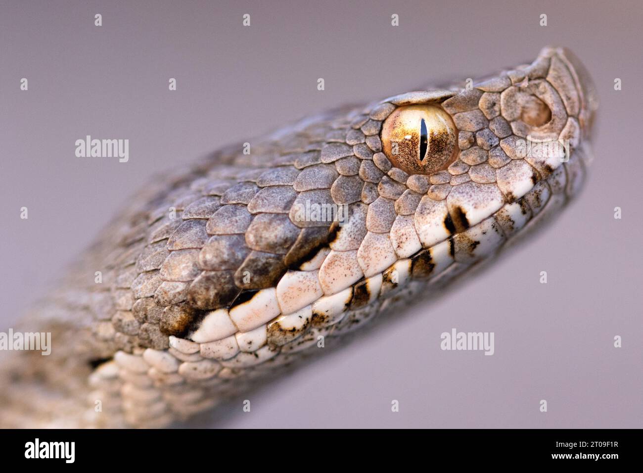 Closeup of Iberian viper with grayish brown skin with dark spots in ...