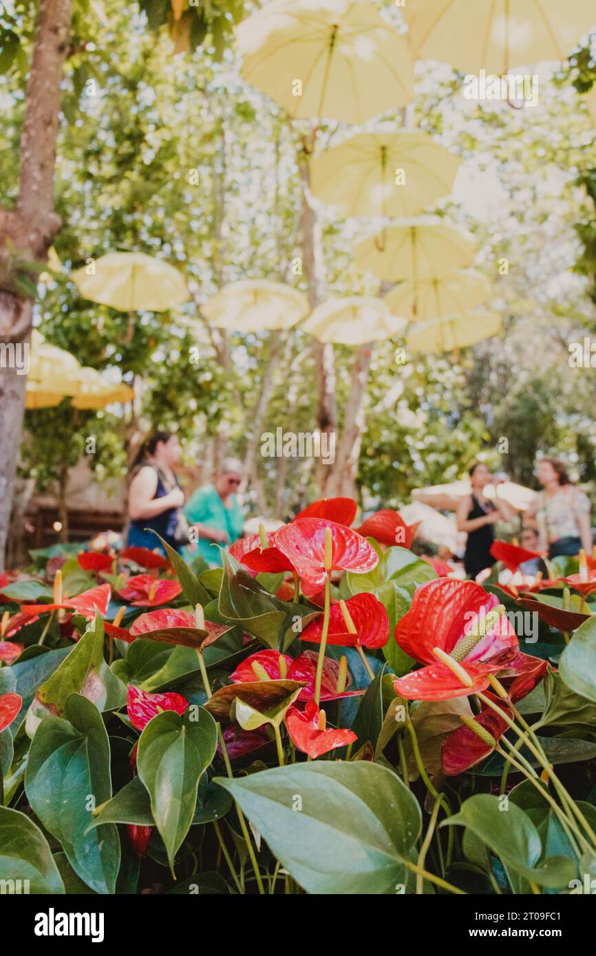 square with red anthurium flowers Stock Photo - Alamy