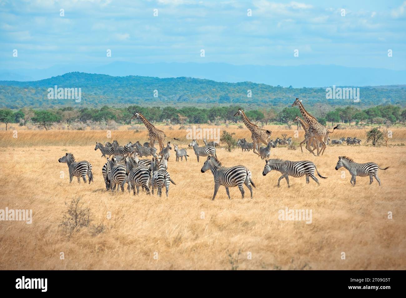 African savanna giraffes zebras hi-res stock photography and images - Alamy