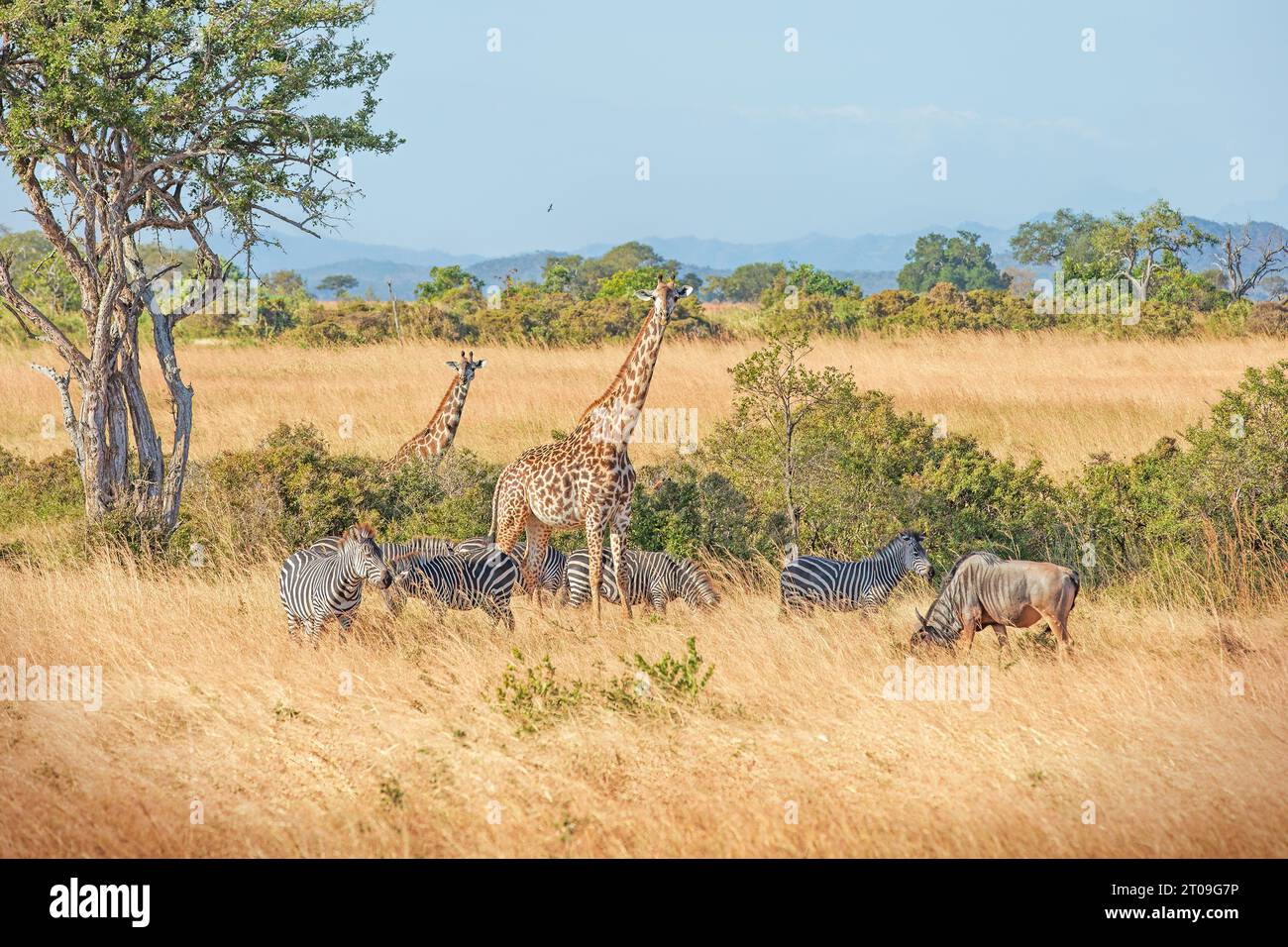 African savanna giraffes zebras hi-res stock photography and images - Alamy