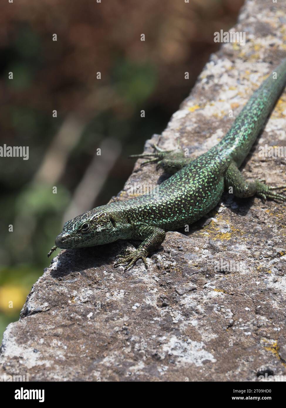 Madeira native reptile hi-res stock photography and images - Alamy