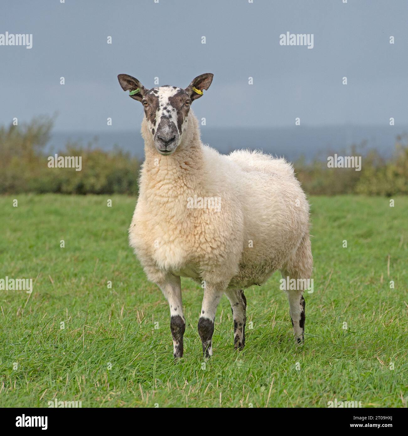 mule ewe sheep Stock Photo - Alamy