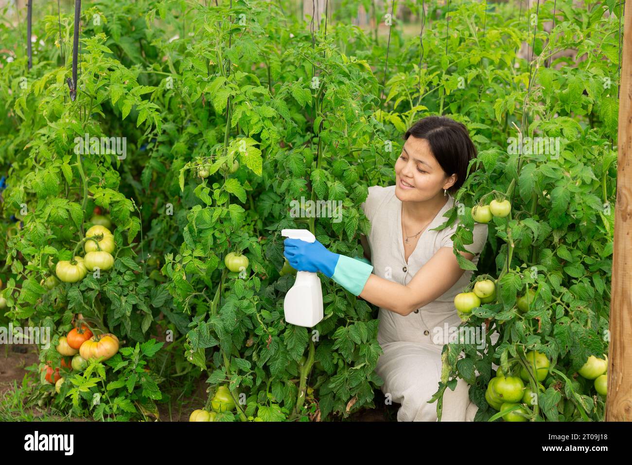 Spraying insecticide on tomato plants from bad insect pest infestation ...