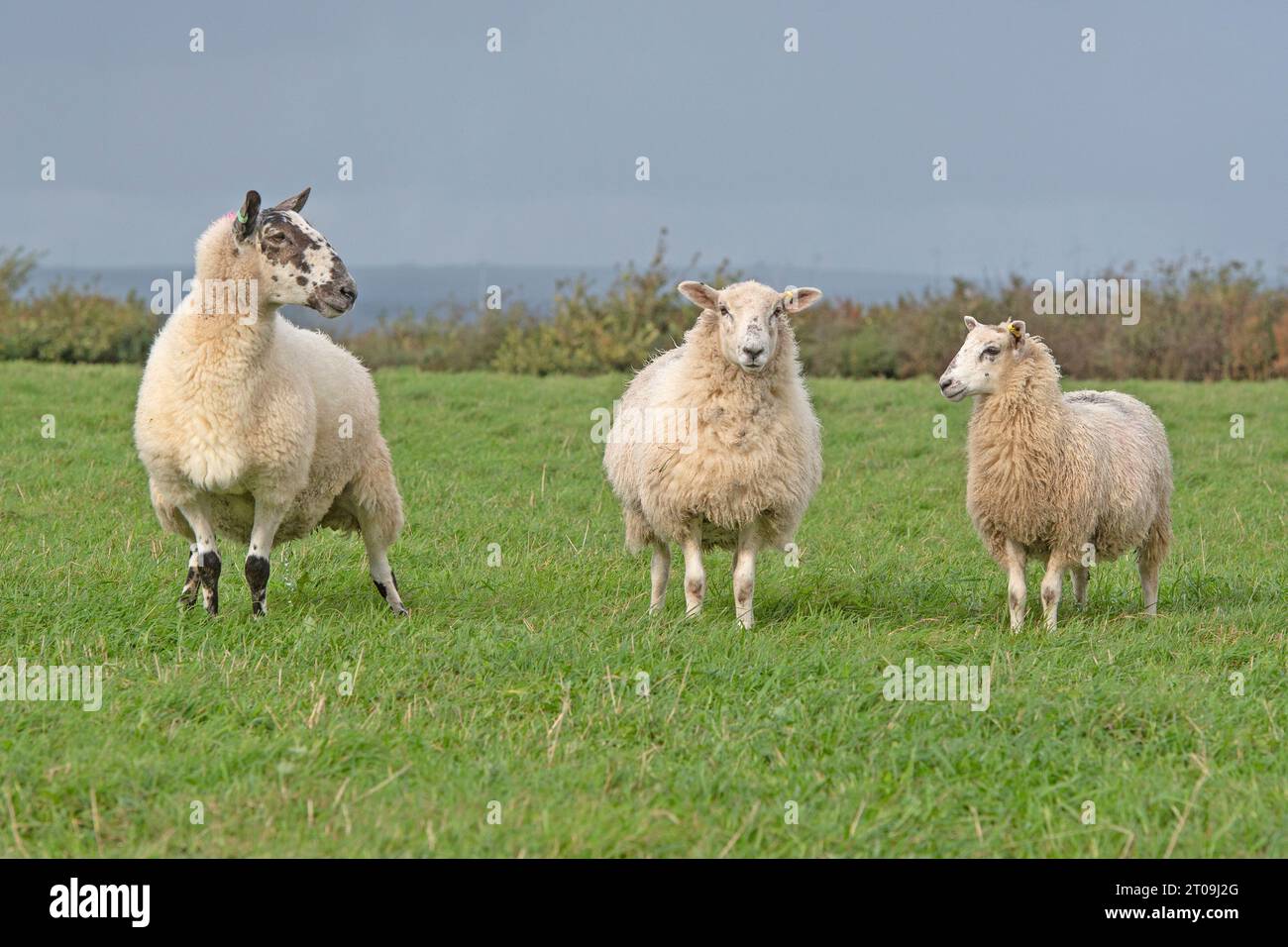 a ewe and her two lambs Stock Photo - Alamy