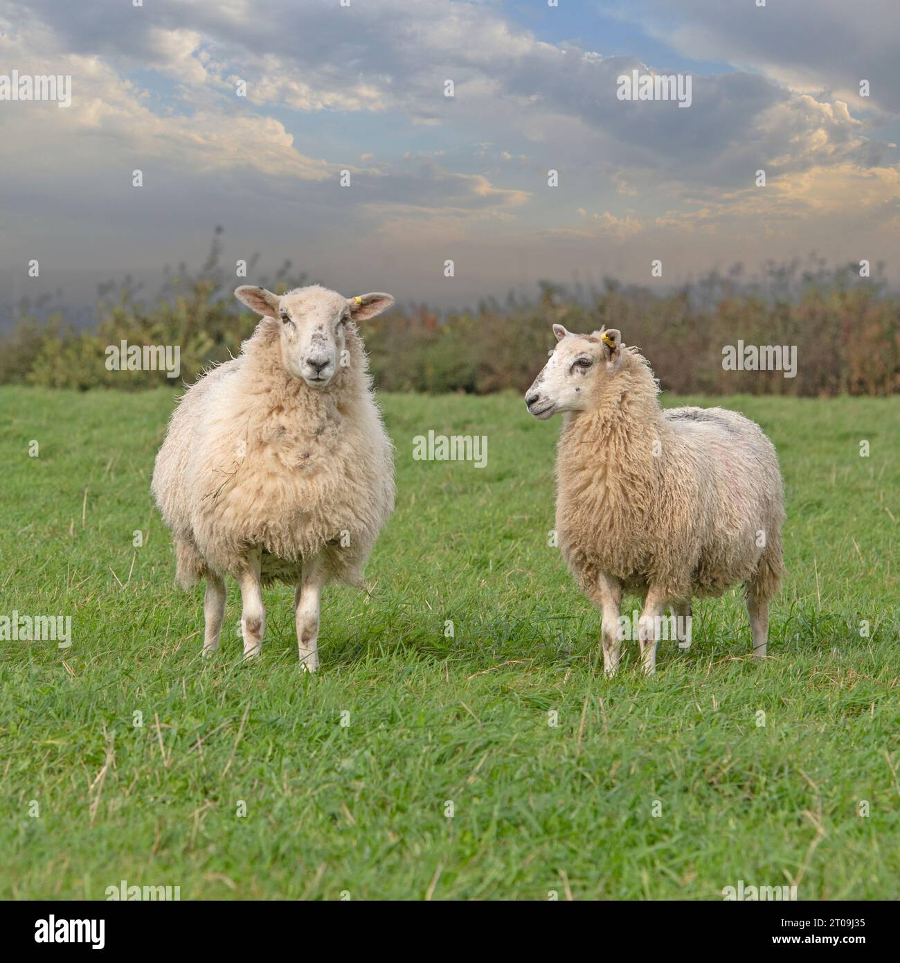 Wooly lambs hi-res stock photography and images - Alamy