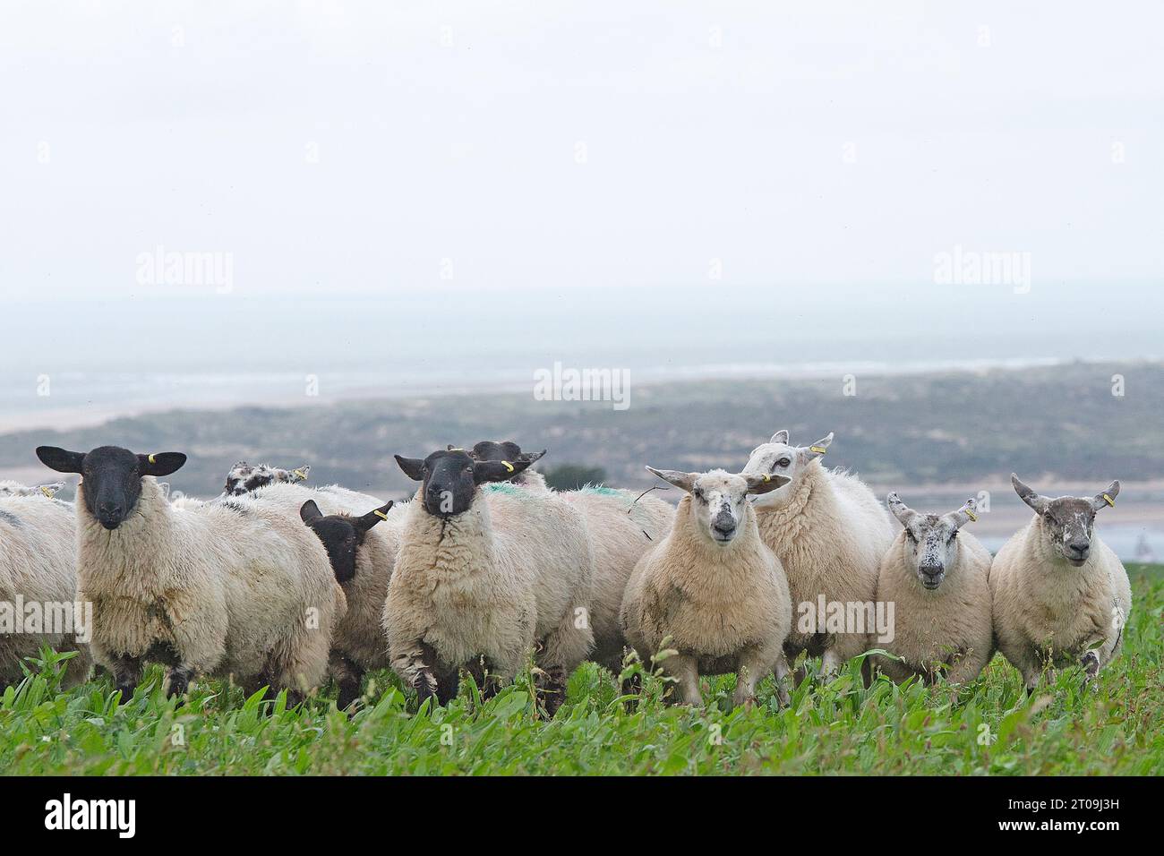 fat lambs in herbal ley Stock Photo - Alamy