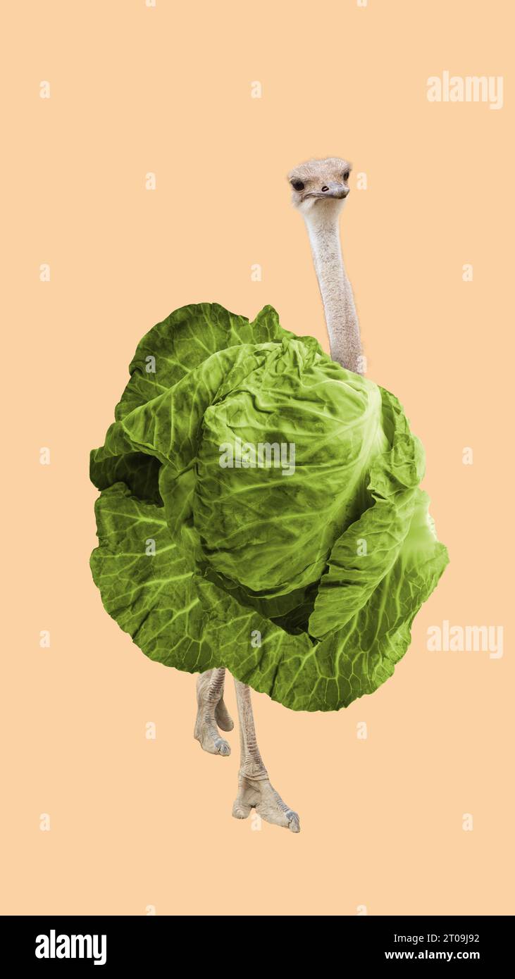 Funny ostrich with cabbage body walking over beige background. Nature ...