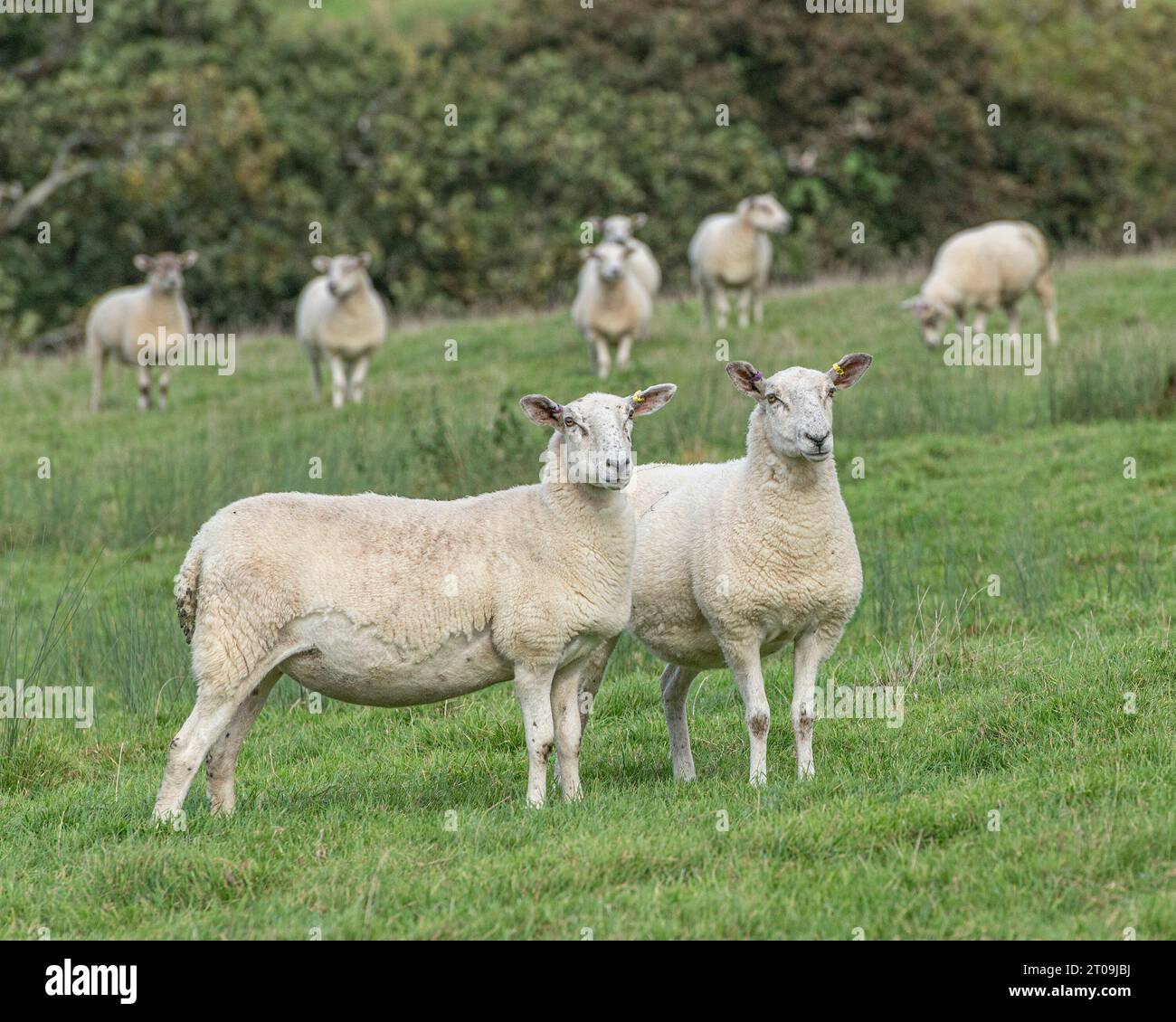 flock of sheep Stock Photo - Alamy