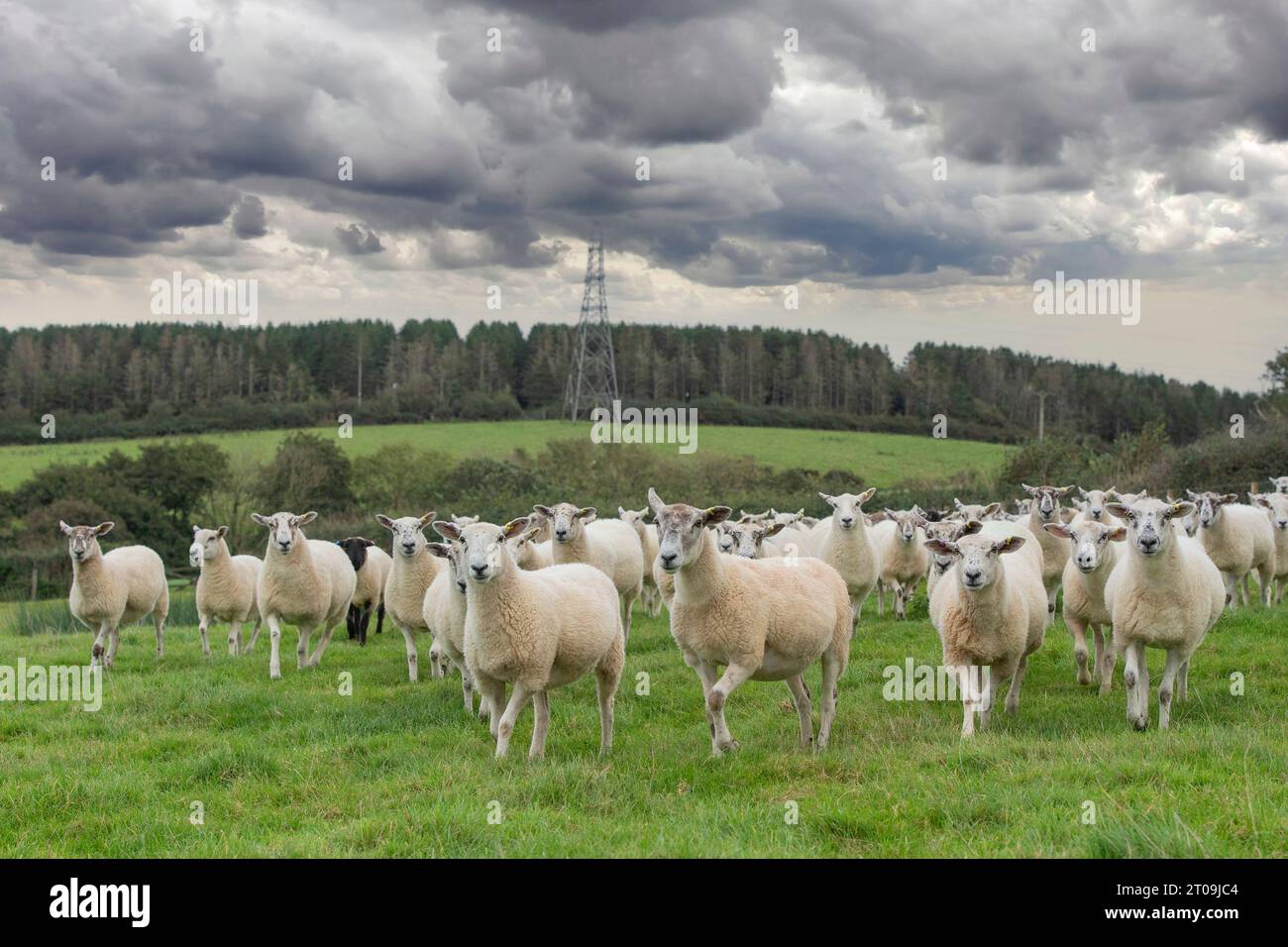 flock of sheep in field in storm Stock Photo - Alamy