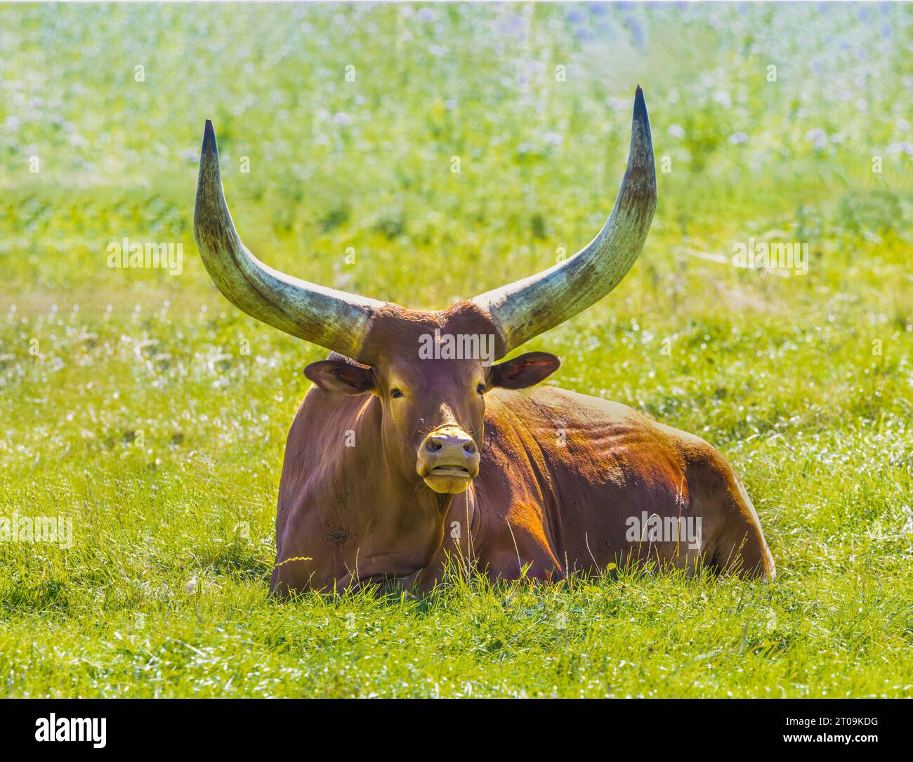 Close up of a red brown Watusi cattle, Bos taurus indicus, lying in a ...