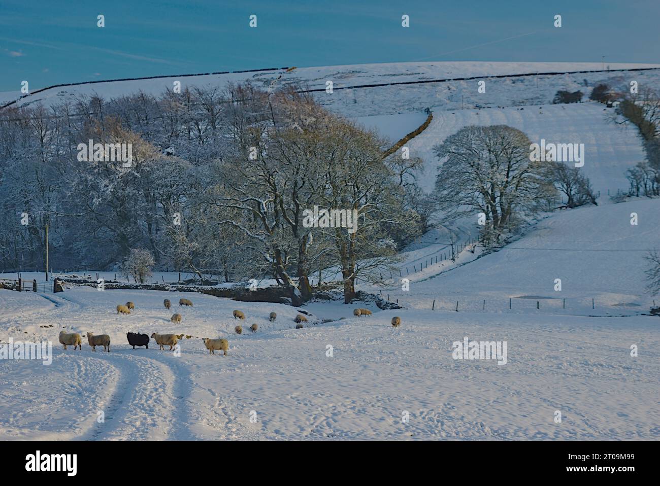 Snowy Winter Wonderland at the Fold in Lothersdale, The Yorkshire Dales ...
