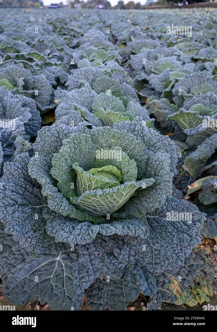 Brassica crop in field Stock Photo - Alamy