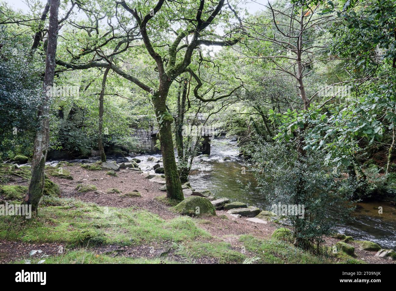 The River Meavy right, meets the River Plym at Shaugh Bridge in ...