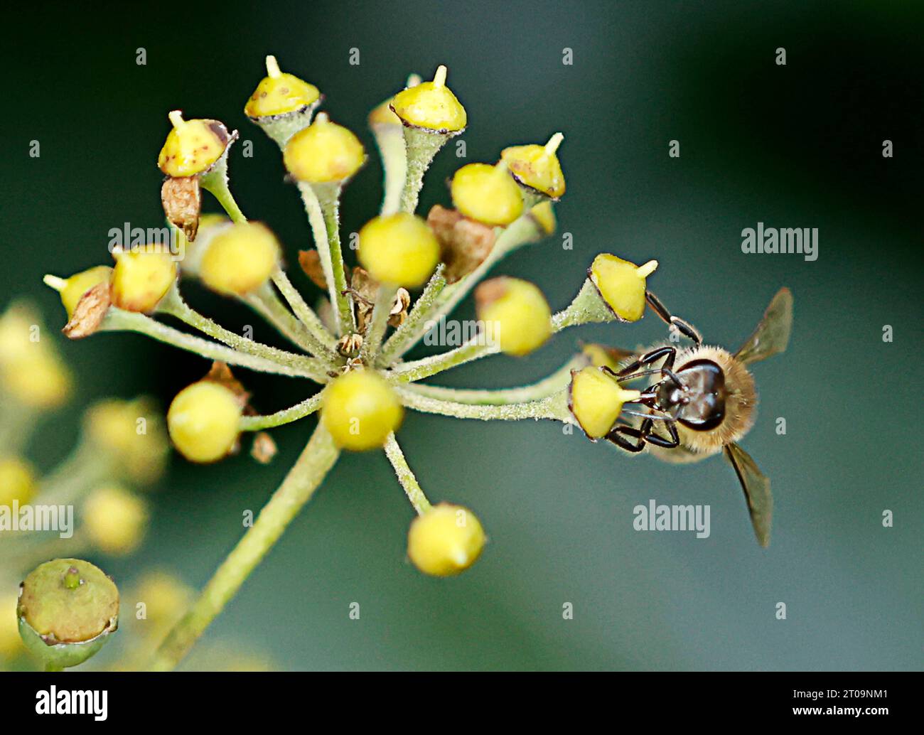 05.10.2023, Insektenwelt im Garten, Muenchen, im Bild: Biene auf ...