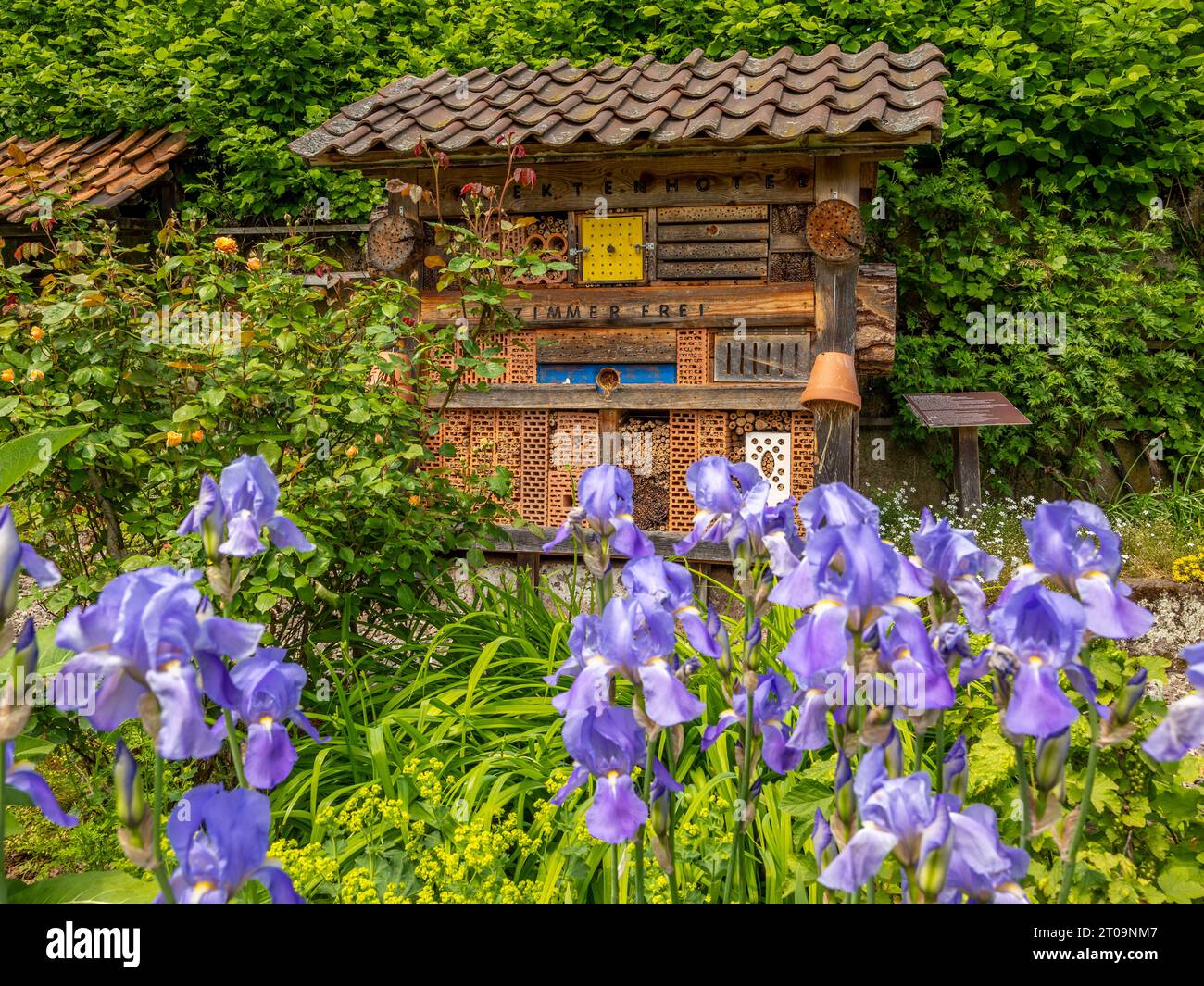 large insect hotel, free standing in the garden. With blue bell flowers ...