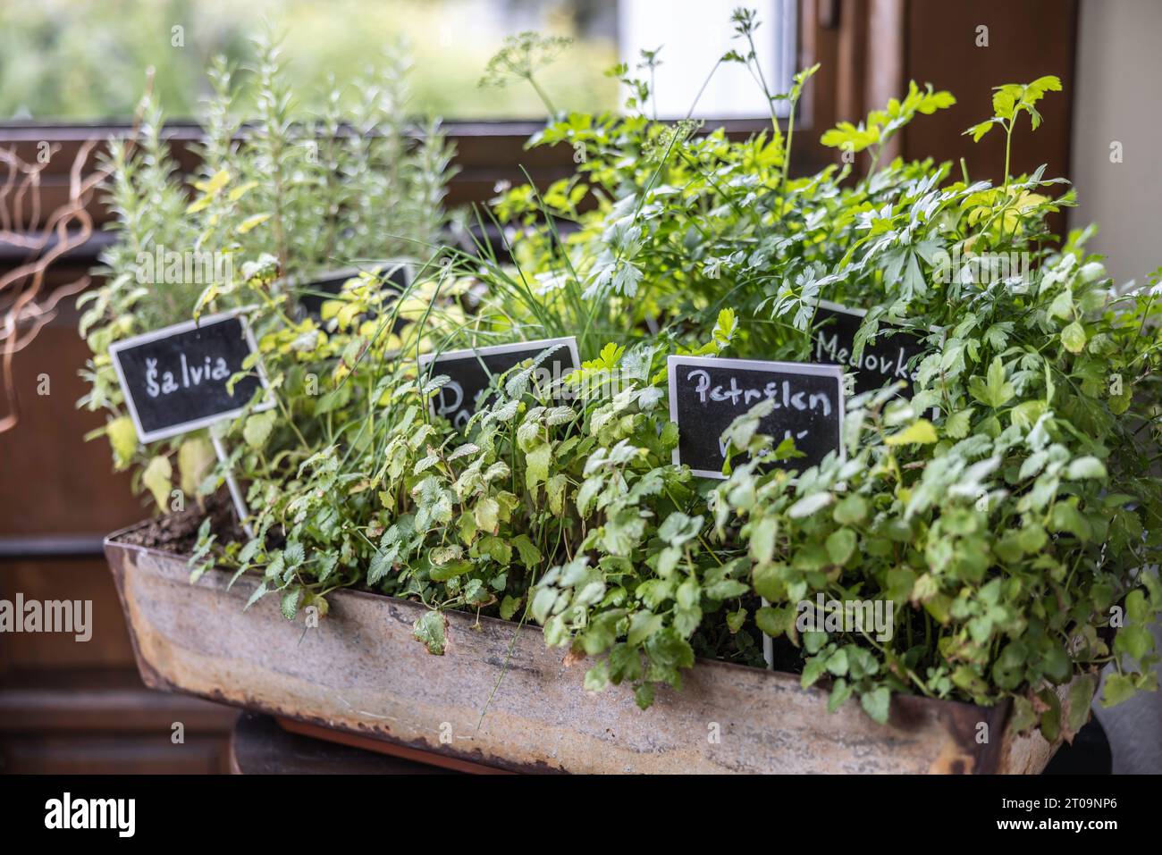 Various herbs in a flower pot, rosemary, parsley, sage, basil and ...