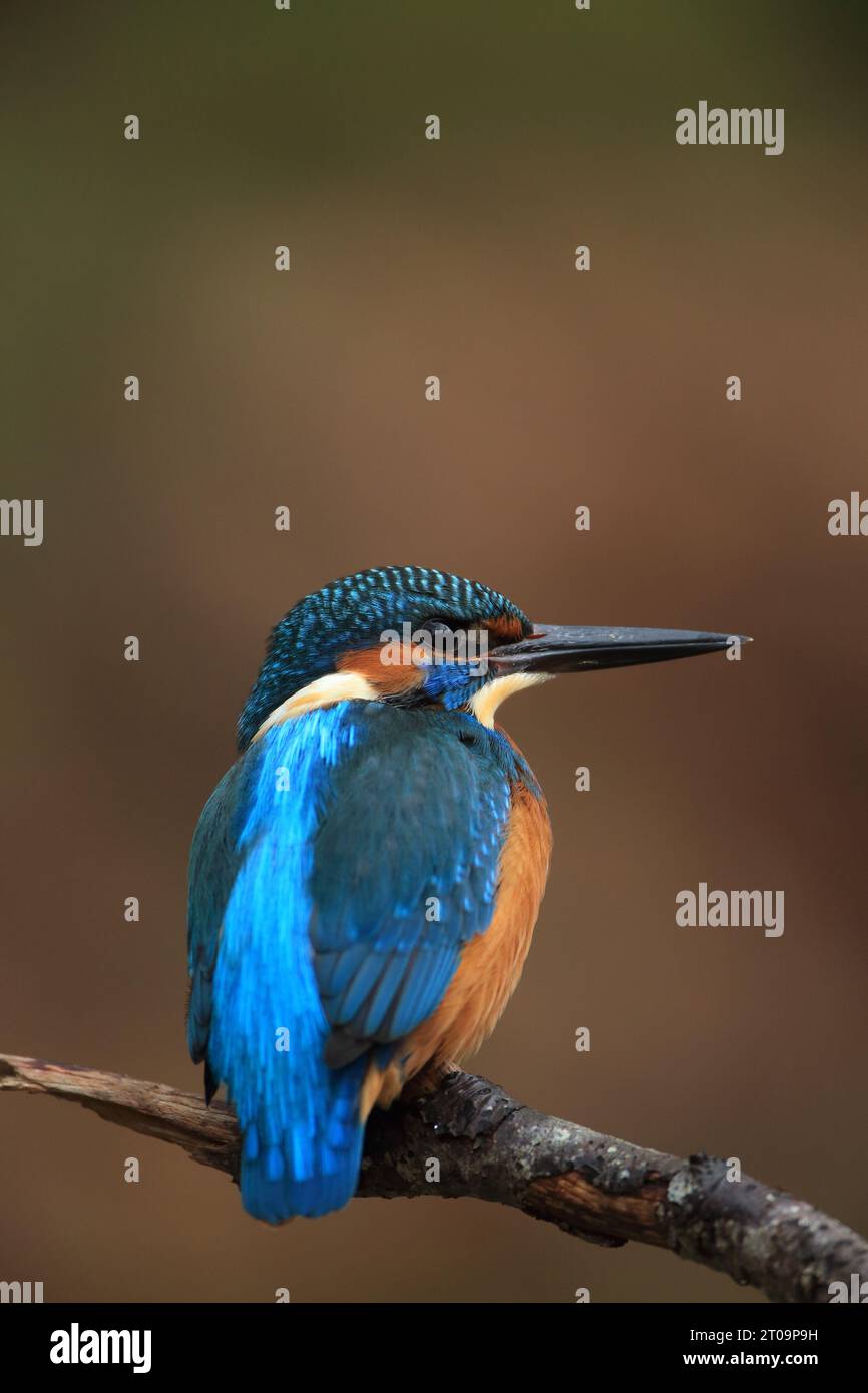 Ast vogel hi-res stock photography and images - Alamy