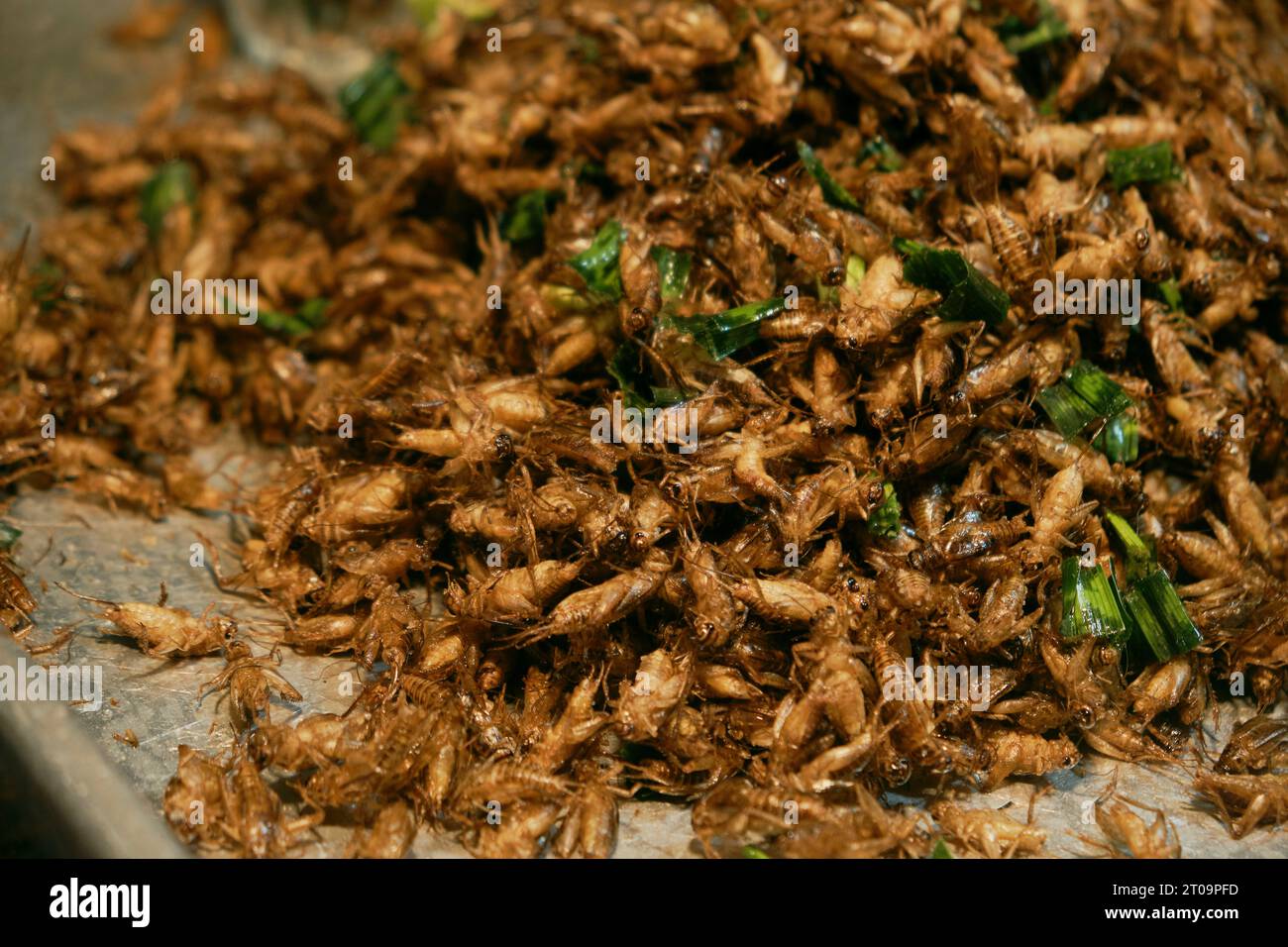 Fried insects from the night Thai market look so yummy. These crispy ...