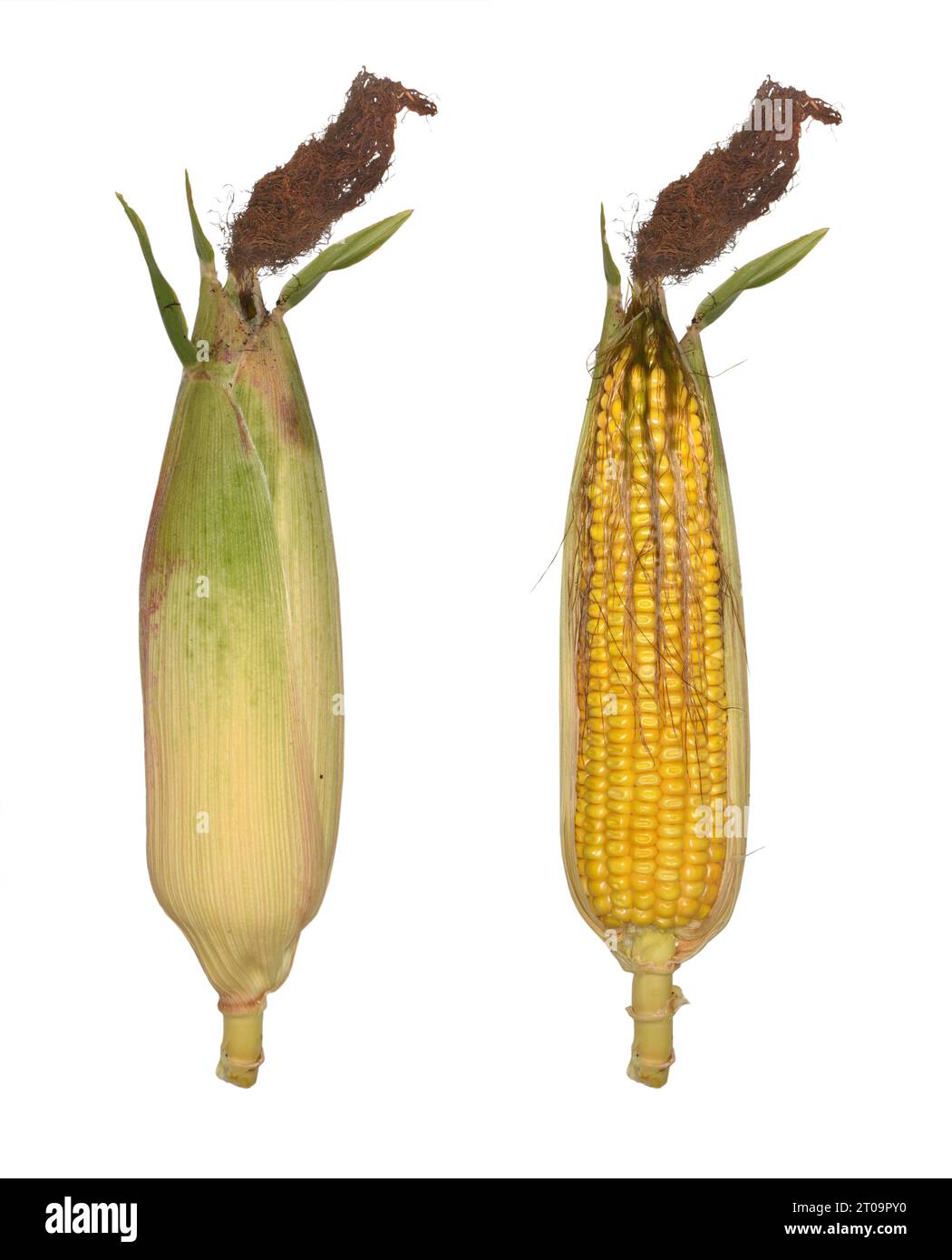 Maize flower Cut Out Stock Images & Pictures - Alamy