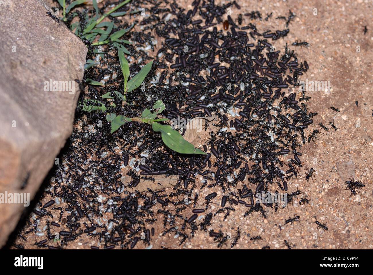 After a deluge of rain a colony of Matabele Ants prepare to move to a ...