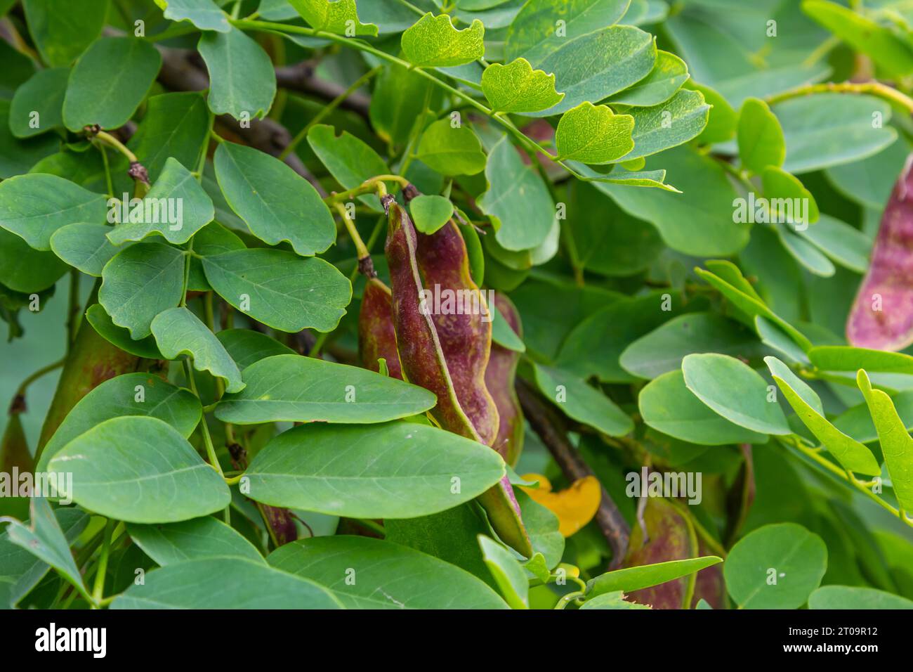 Robinia pseudoacacia, commonly known as black locust with seeds Stock ...