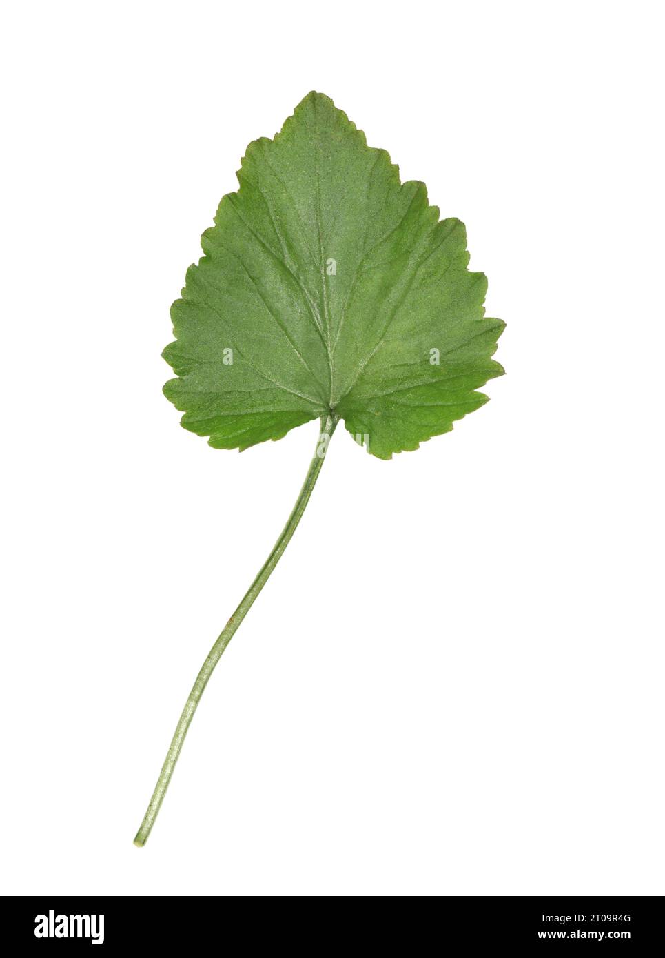 Rampion Bellflower - Campanula rapunculus Stock Photo - Alamy